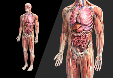 Unbelievable that your body is capable of these things! | Piccle