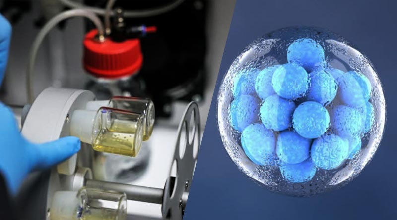 Scientists Create The World S First Synthetic Embryos Piccle