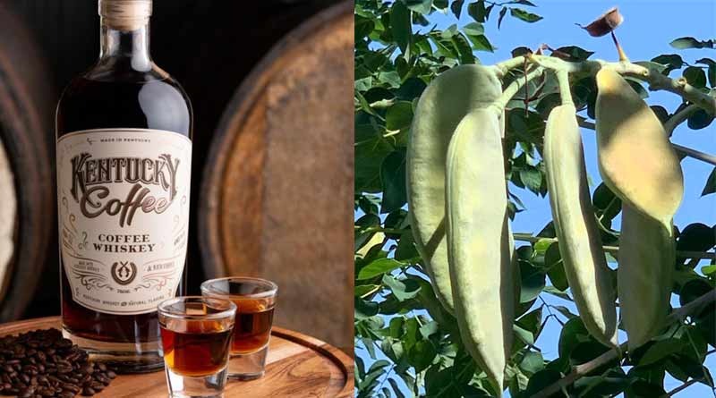 Everything You Need To Know About Kentucky coffee | Piccle